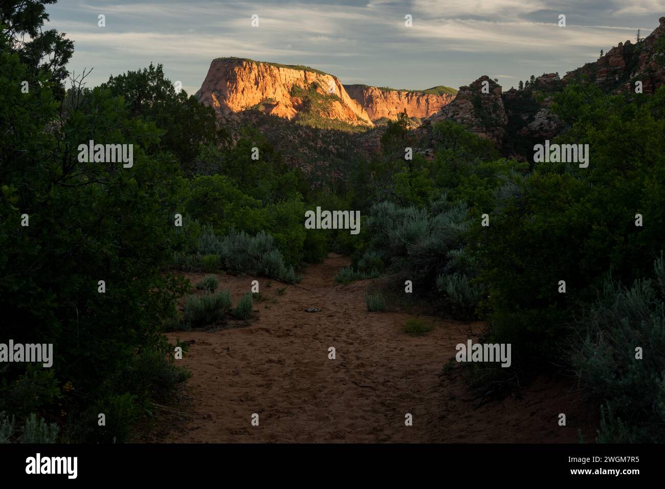 Red Sand Trail Leads To The Glowing Cliffs Of Upper Kolob Terrace in ...