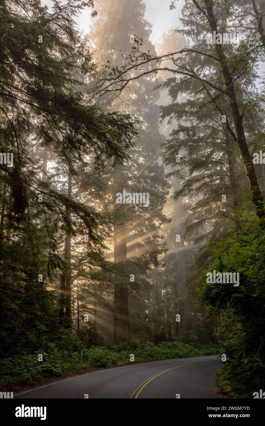 Rays Of Morning Light Filter Through The Fog And Redwood Forest Along ...