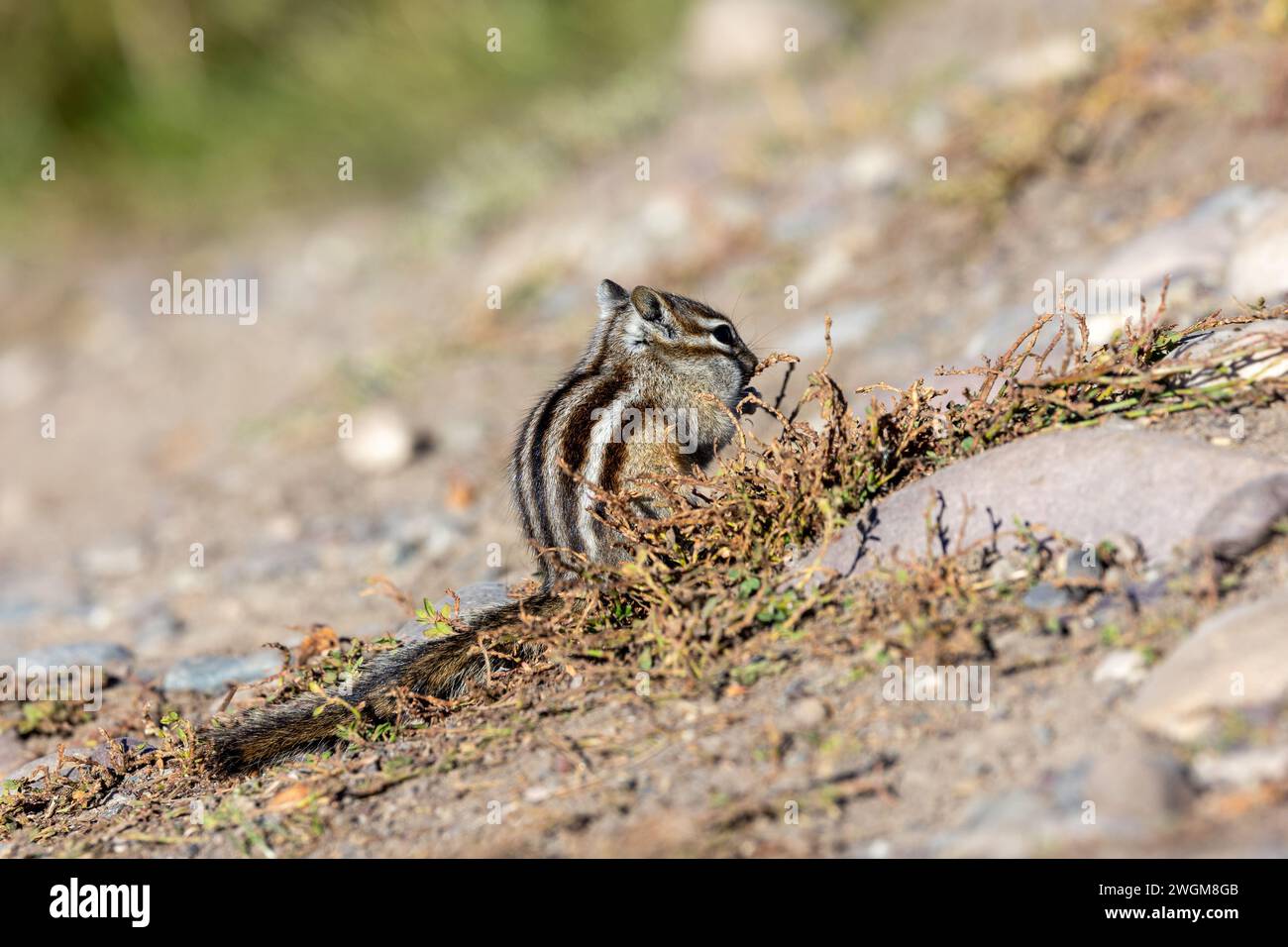 Wild chimpunk eating flowers Stock Photo - Alamy