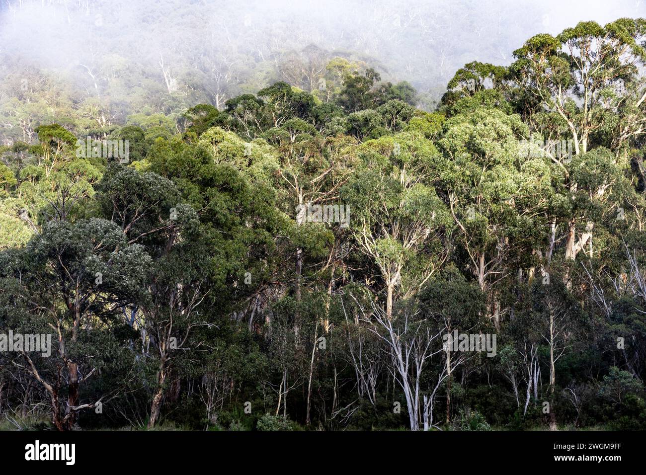 Eucalyptus pauciflora snow gum trees in Kosciusko National Park, native ...