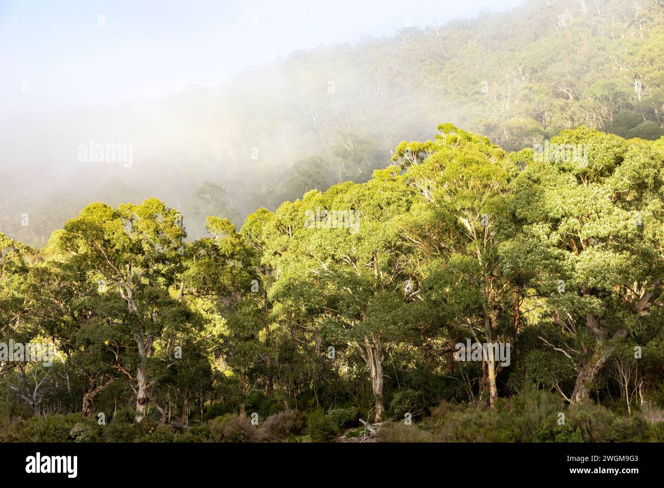 Australian native trees hi-res stock photography and images - Alamy