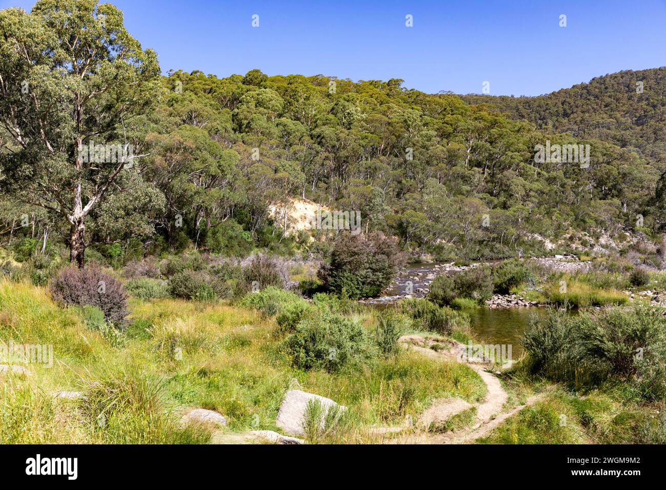 Snowy River in Kosciusko national park, summers day near Perisher ...