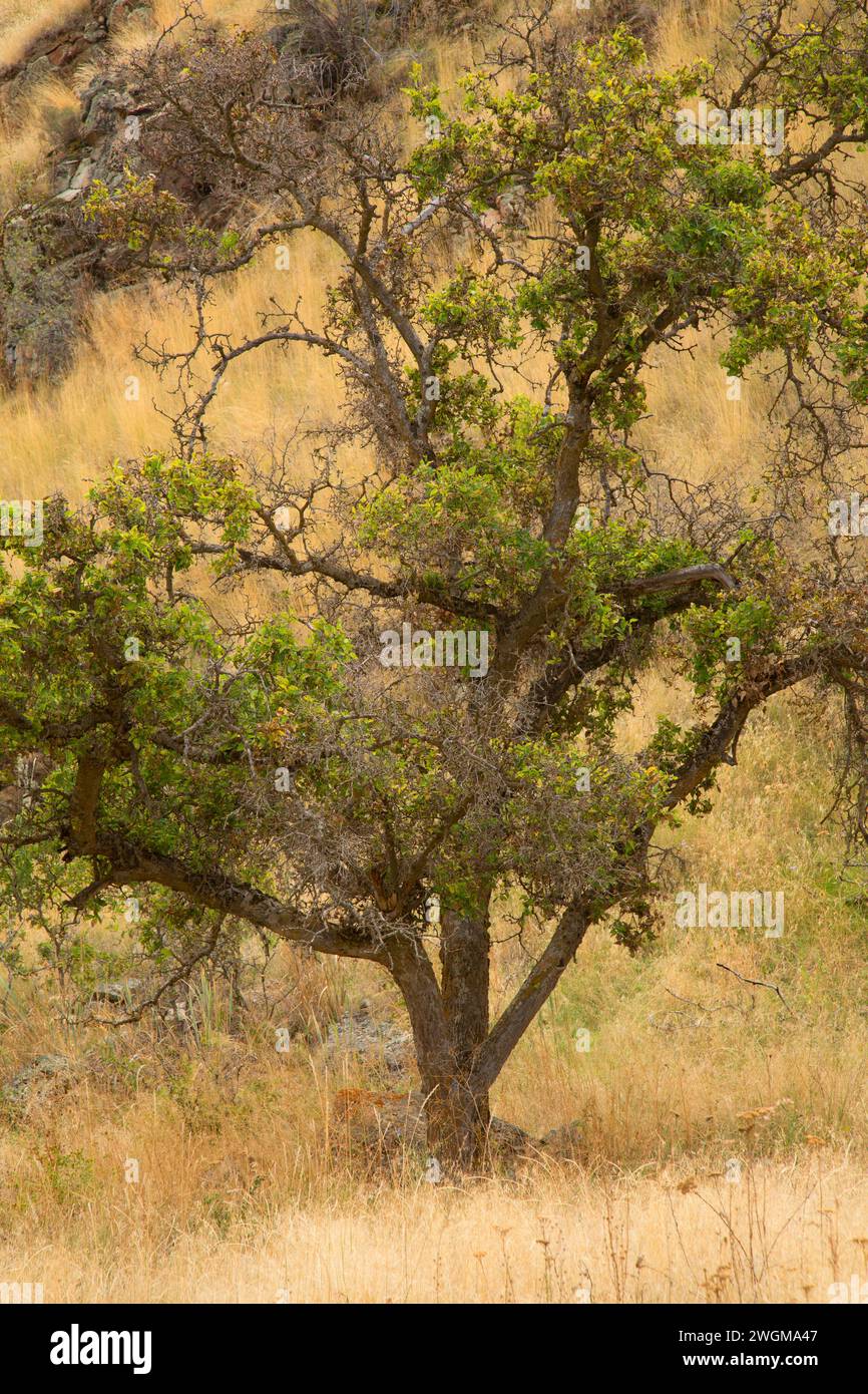 Hackberry along Imnaha River Trail, Imnaha Wild and Scenic River, Hells ...