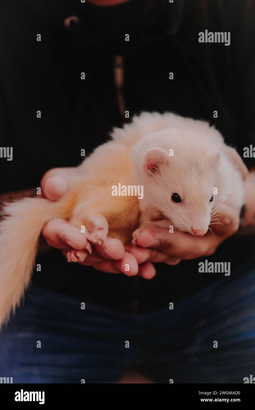 Graffiti turtle hi-res stock photography and images - Alamy