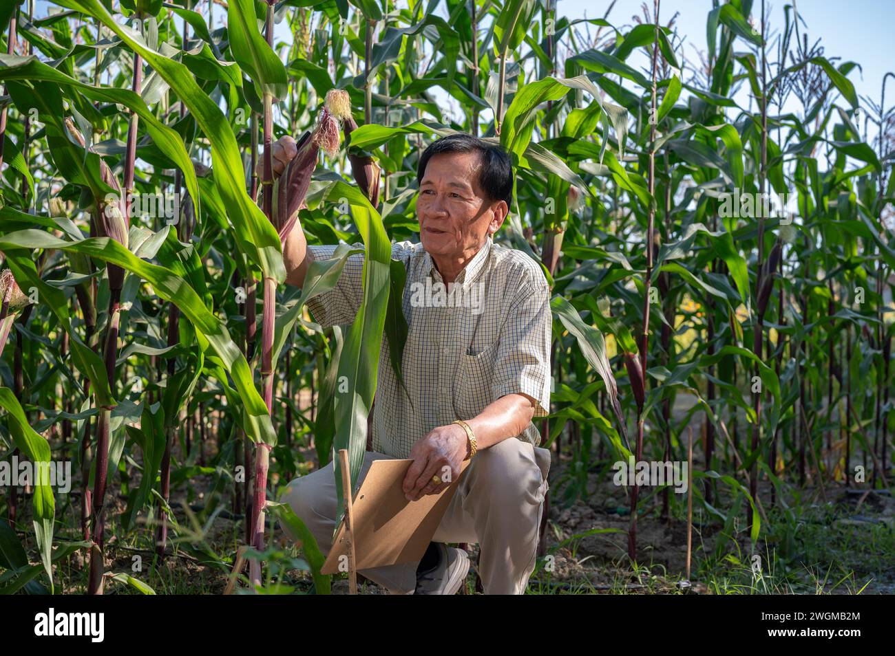 A senior, experienced Asian male farmer working in a corn field ...