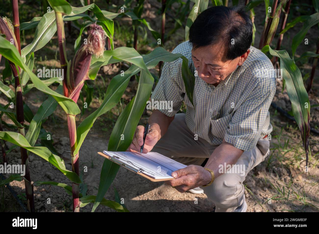 A senior, experienced Asian male farmer working in a corn field ...