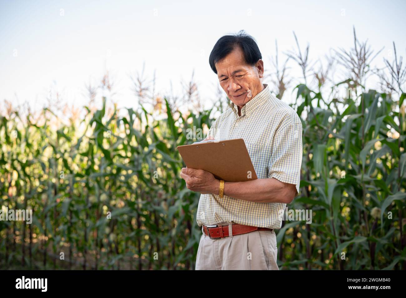 A senior Asian farmer or corn farm owner working in a corn field ...