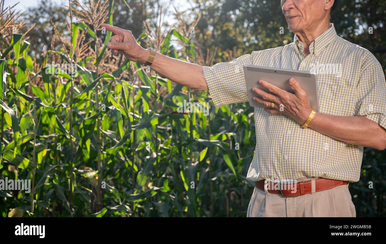 Senior Asian farmer or corn farm owner with a digital tablet ...