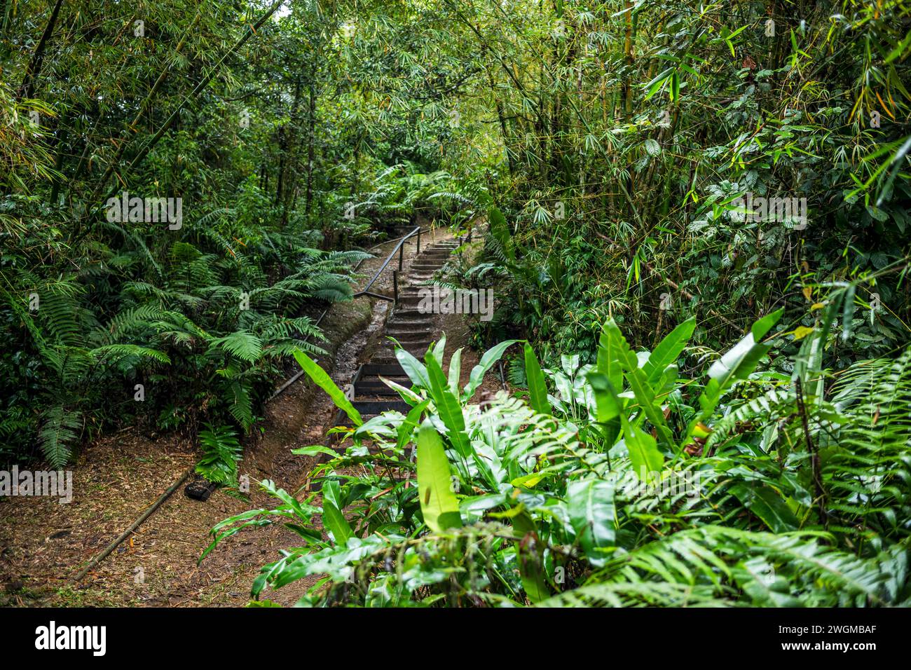 Grand etang national park grenada hi-res stock photography and images ...