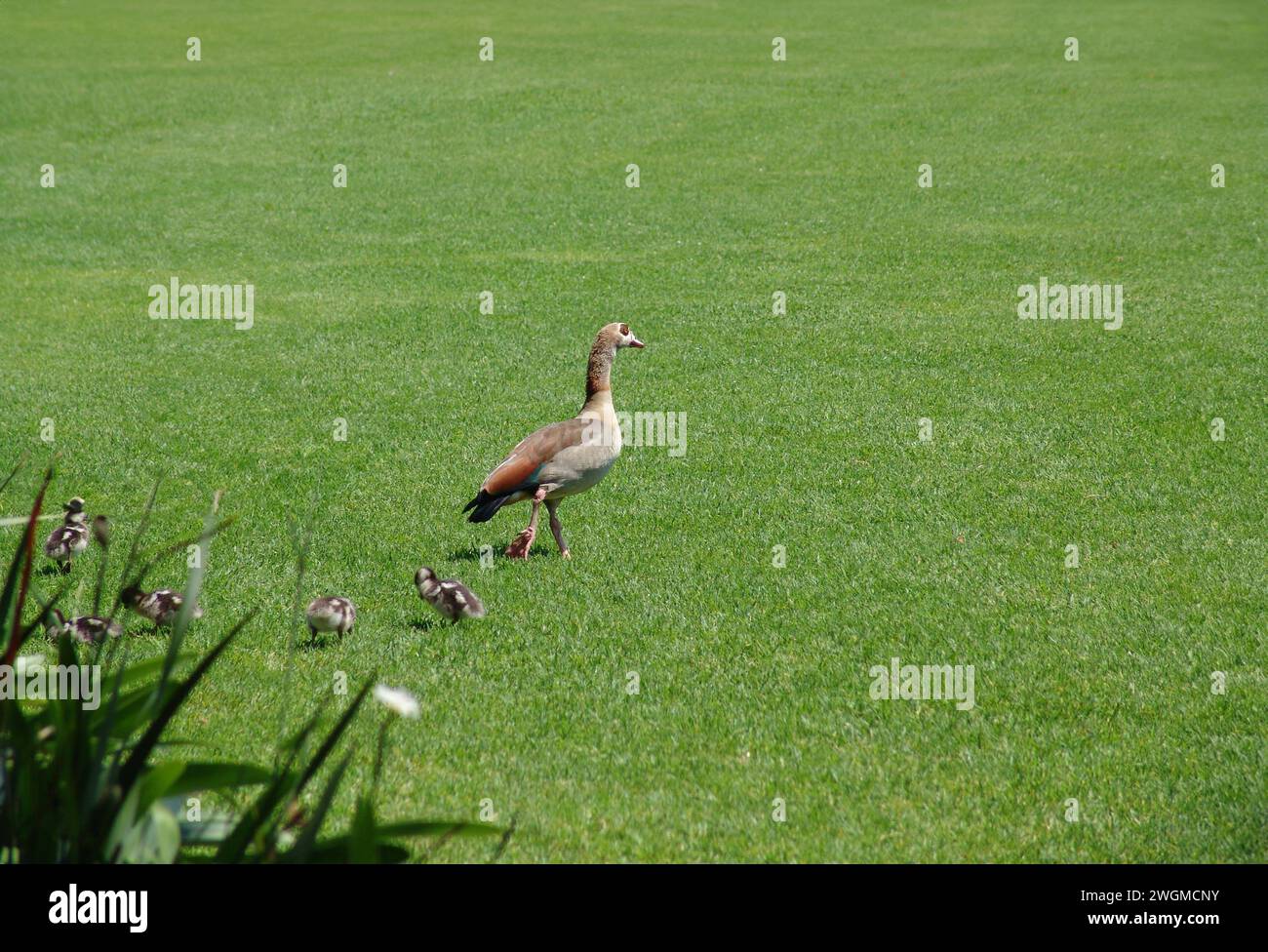 Egyptian duck hi-res stock photography and images - Alamy