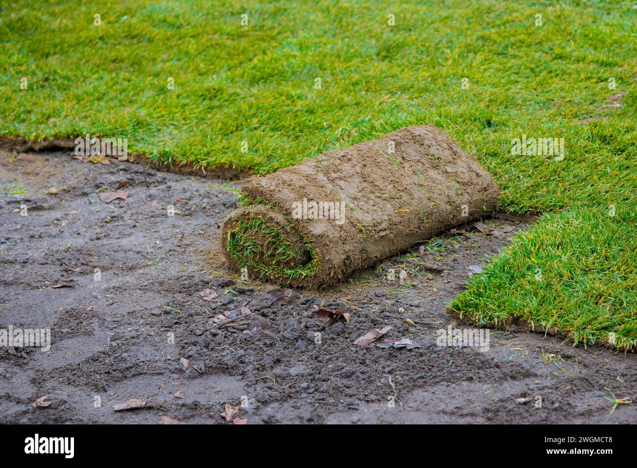 An individual unrolls rolls of turf natural grass on ground for ...