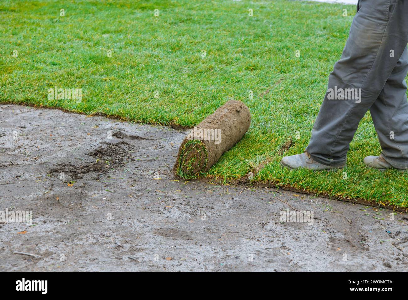 Man unrolling rolls of turf natural grass on ground for landscaping ...