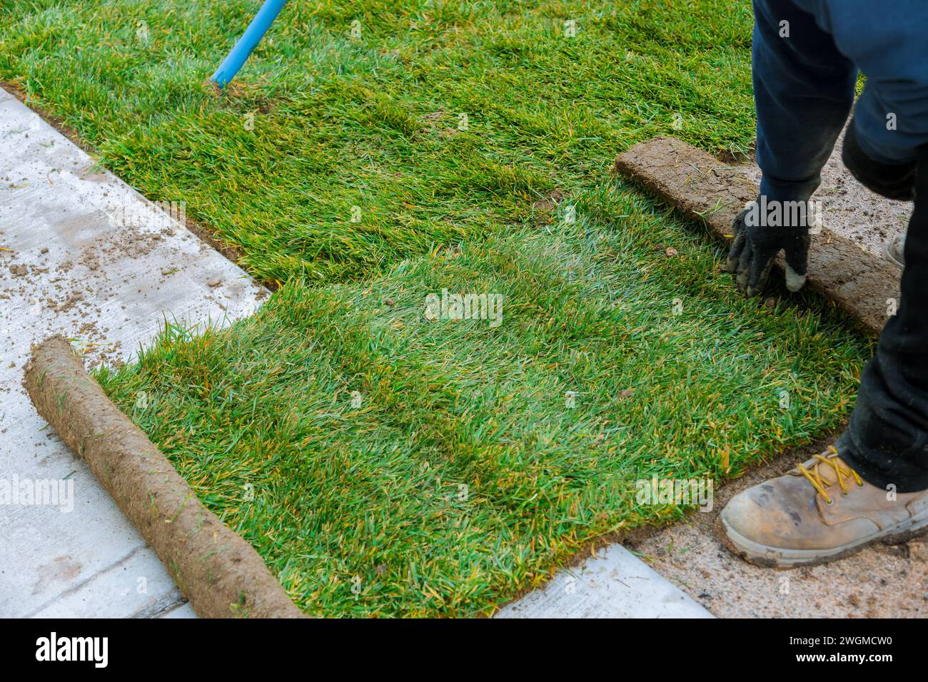 Man unrolling rolls of turf natural grass for landscaping Stock Photo ...