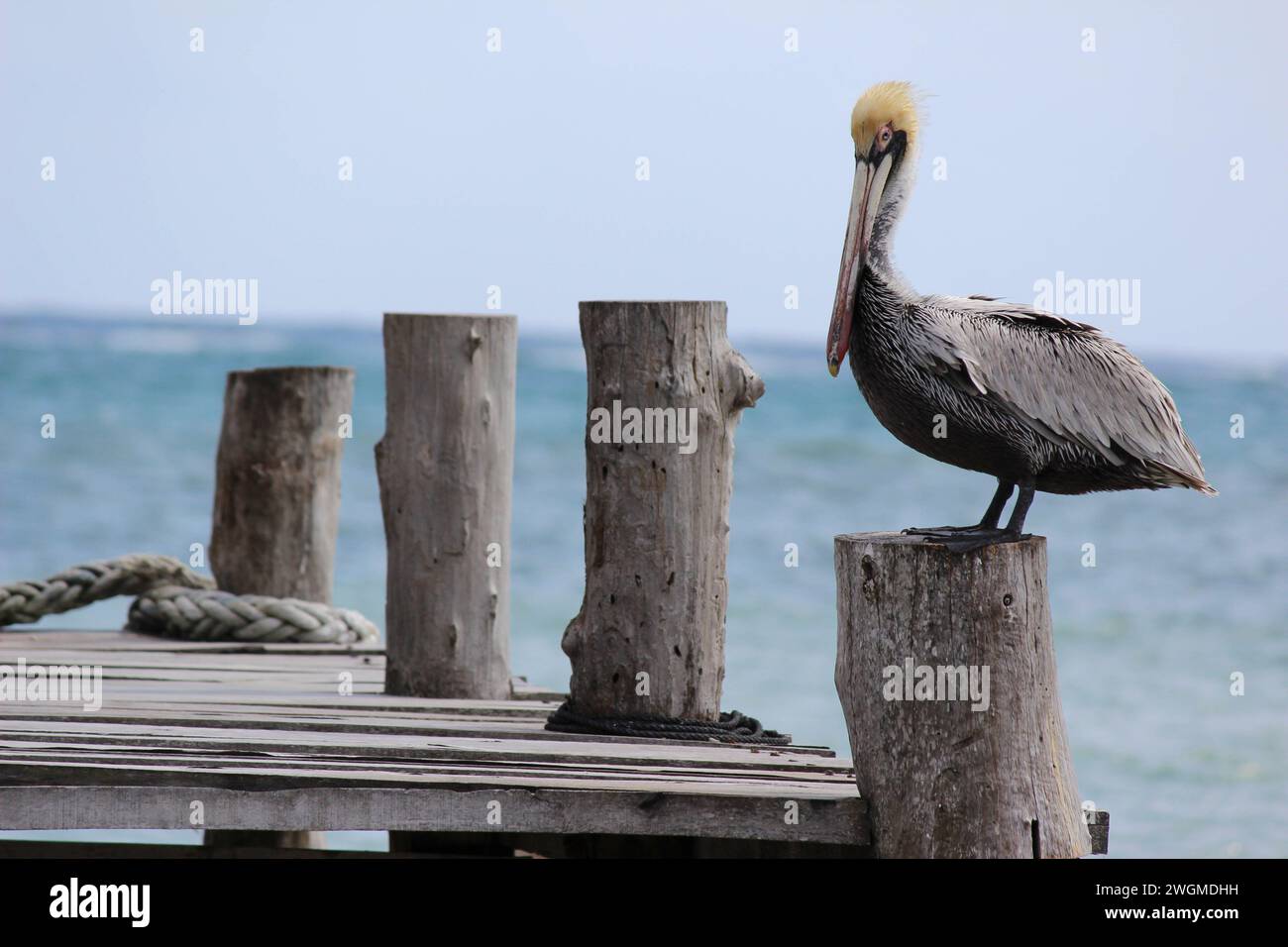 pelican a large water bird, known for their throat pouch pelican a ...