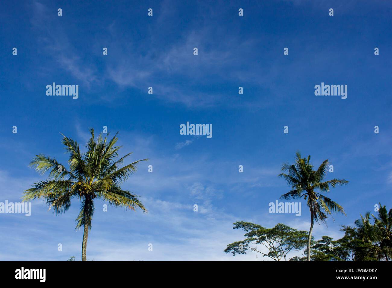 Photo bright tropical coconut hi-res stock photography and images - Alamy
