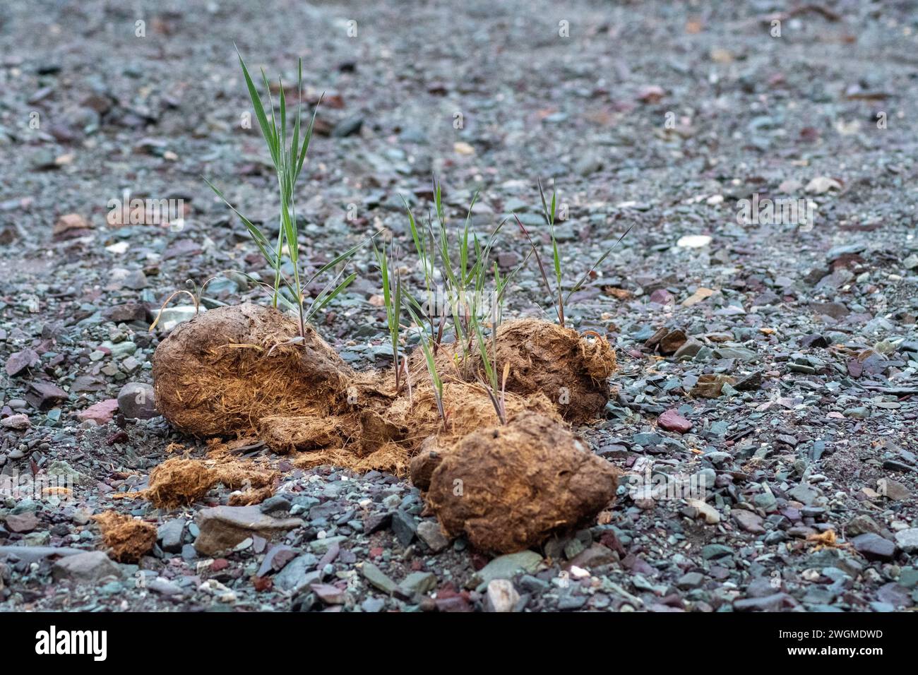 Plant growing from elephant dung Stock Photo - Alamy