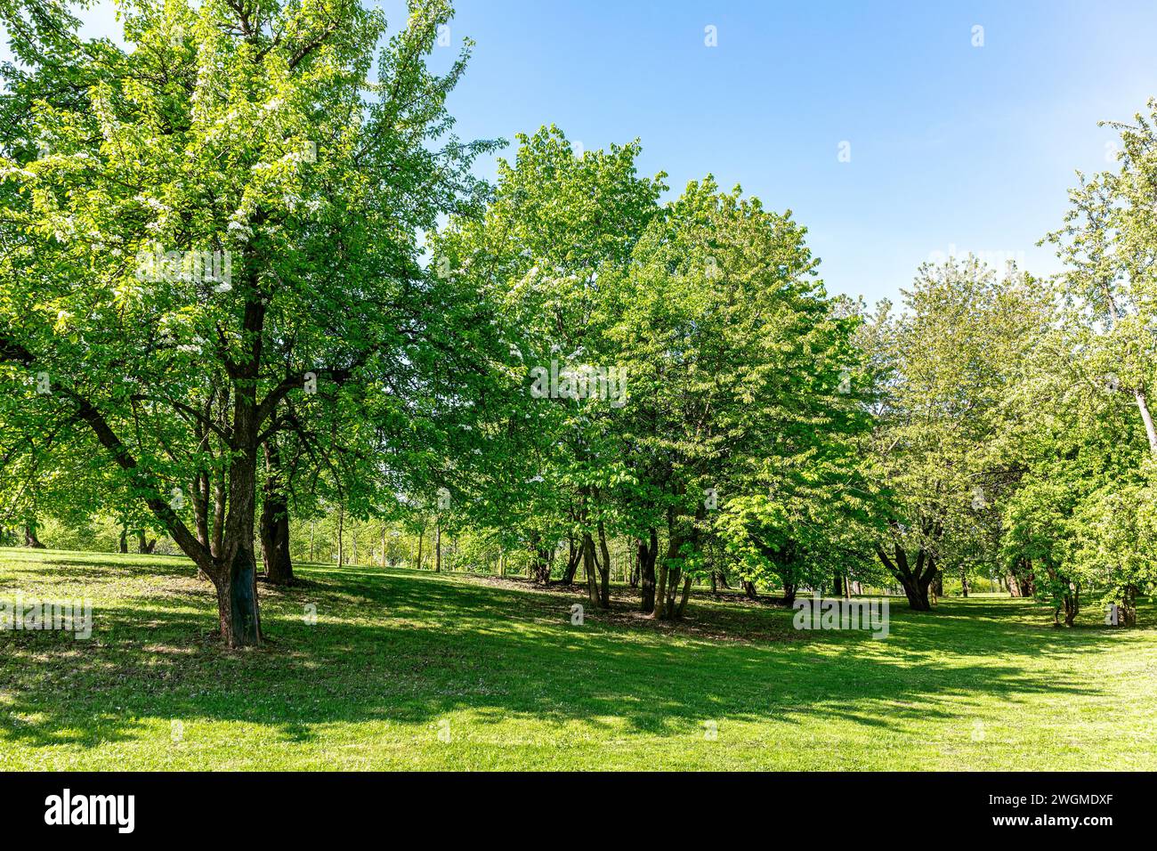 Bright sunny spring landscape hi-res stock photography and images - Alamy