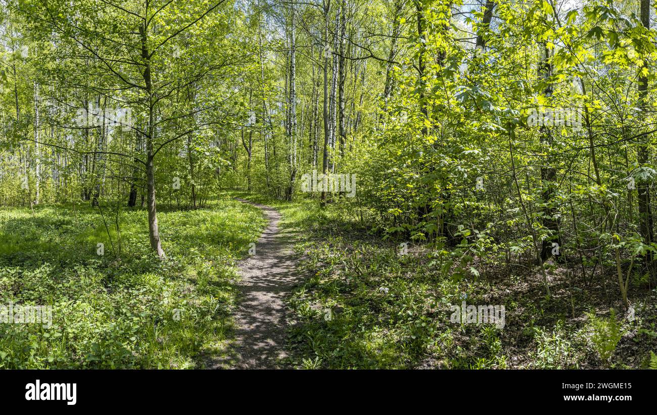 footpath through a green deciduous forest. panoramic view on a bright ...