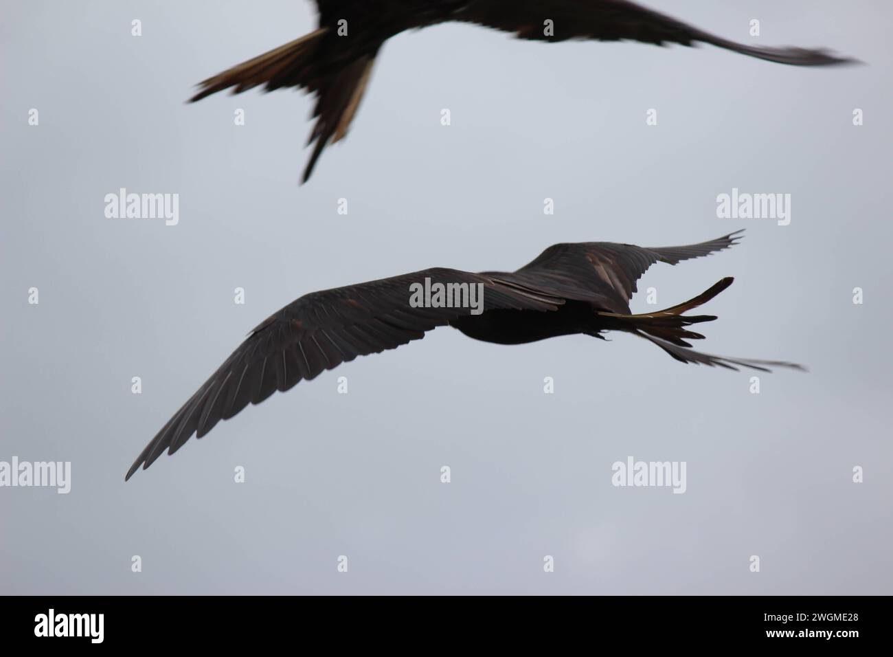 birds flying in nature as symbol for freedom and boundlessness flying ...