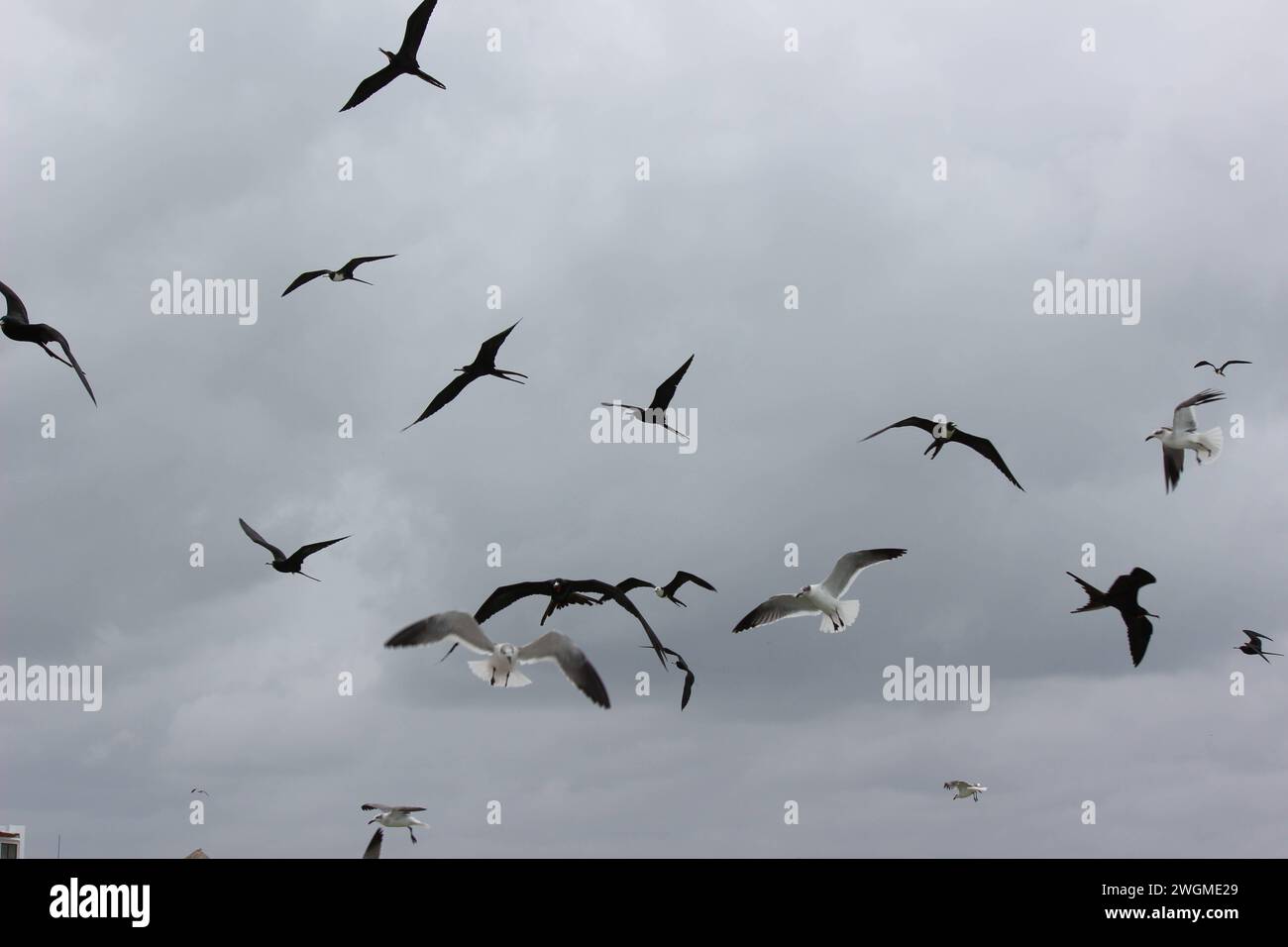 a flock of birds flying in nature as symbol for freedom and ...