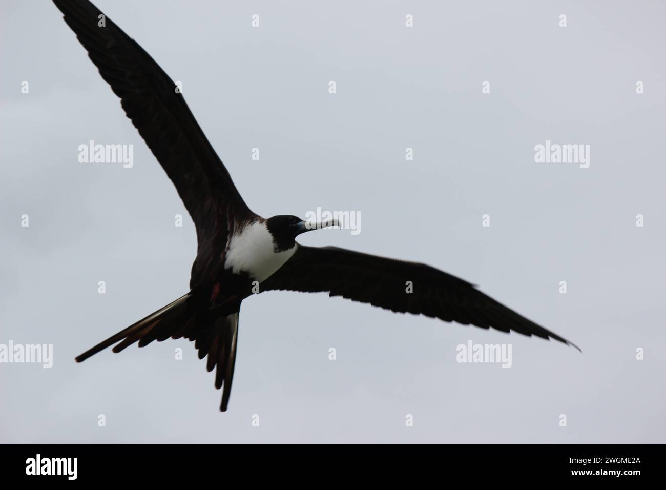 birds flying in nature as symbol for freedom and boundlessness flying ...