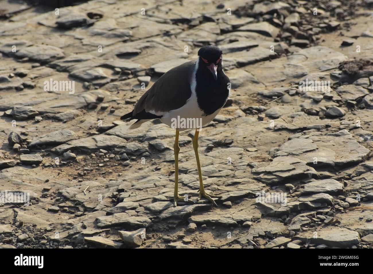 Red wattled lapwing chicks hi-res stock photography and images - Alamy