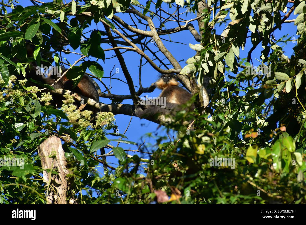 Silver langur hi-res stock photography and images - Alamy