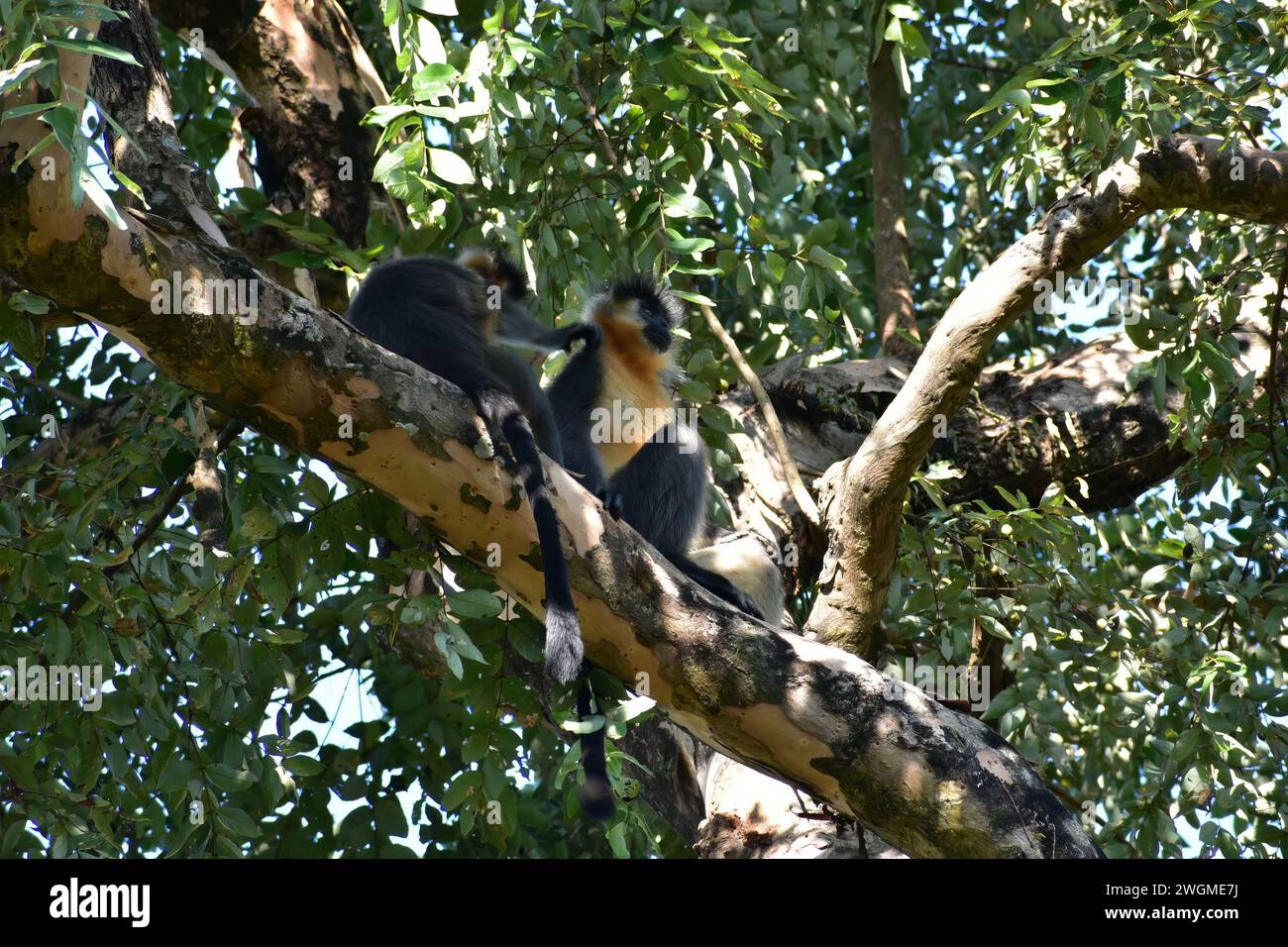 Silver langur hi-res stock photography and images - Alamy