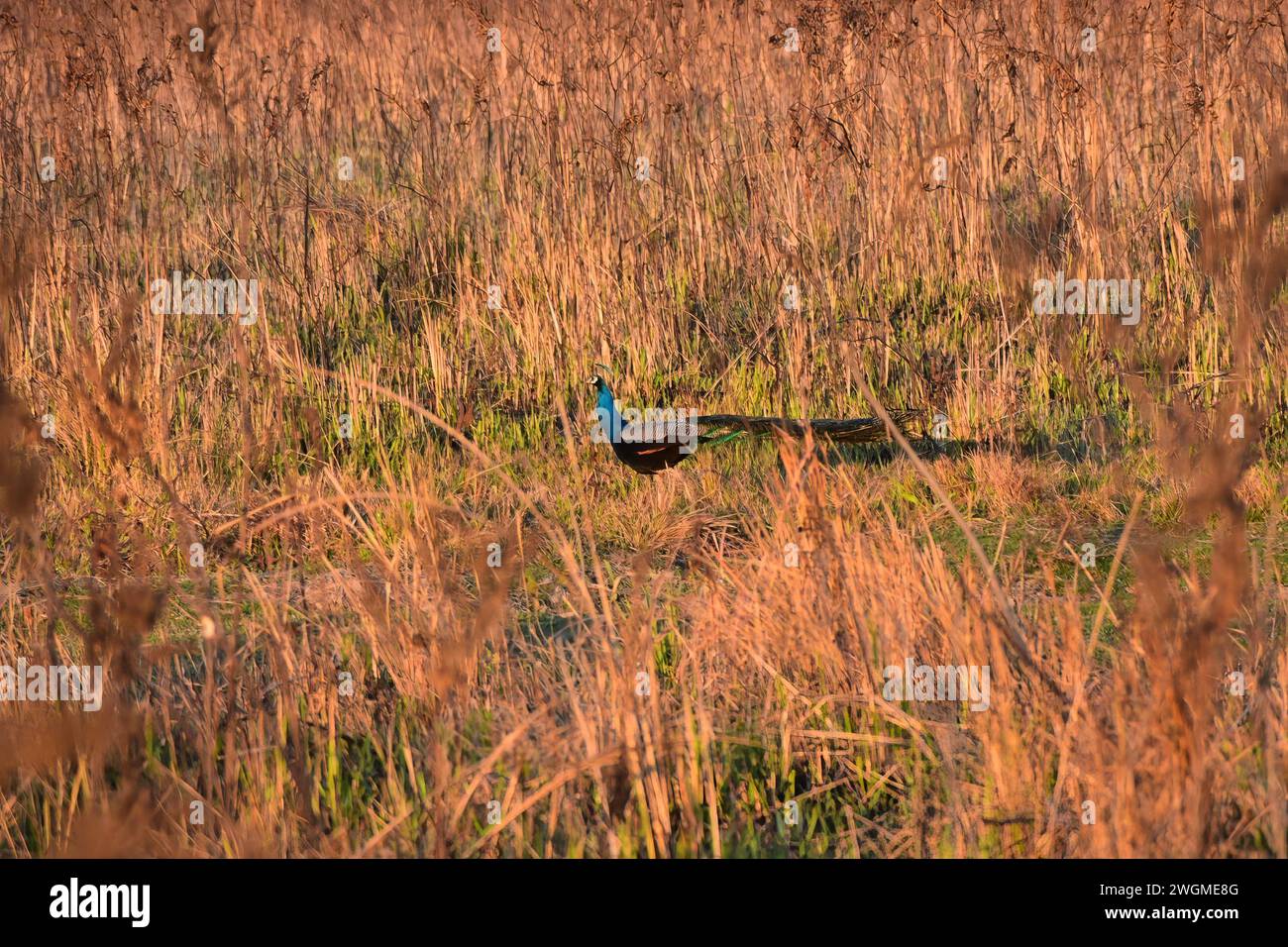 Peacock in the Wild Stock Photo - Alamy