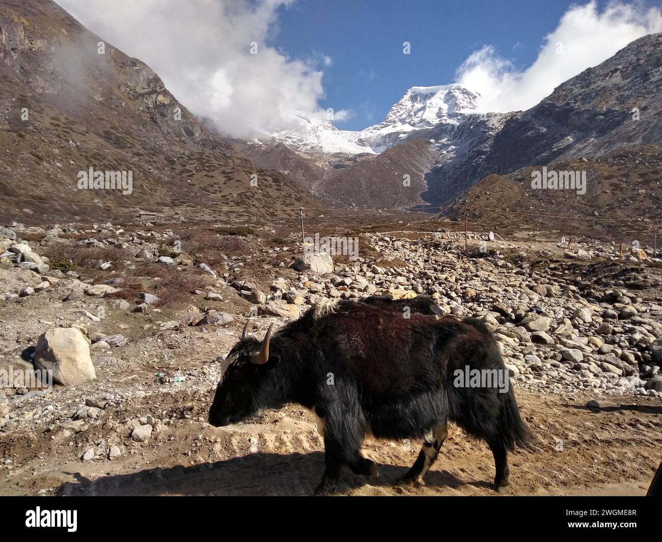 Beast of burden nepal hi-res stock photography and images - Alamy