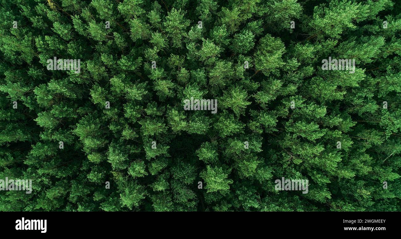 Wild forest background woods green trees foliage Stock Photo - Alamy