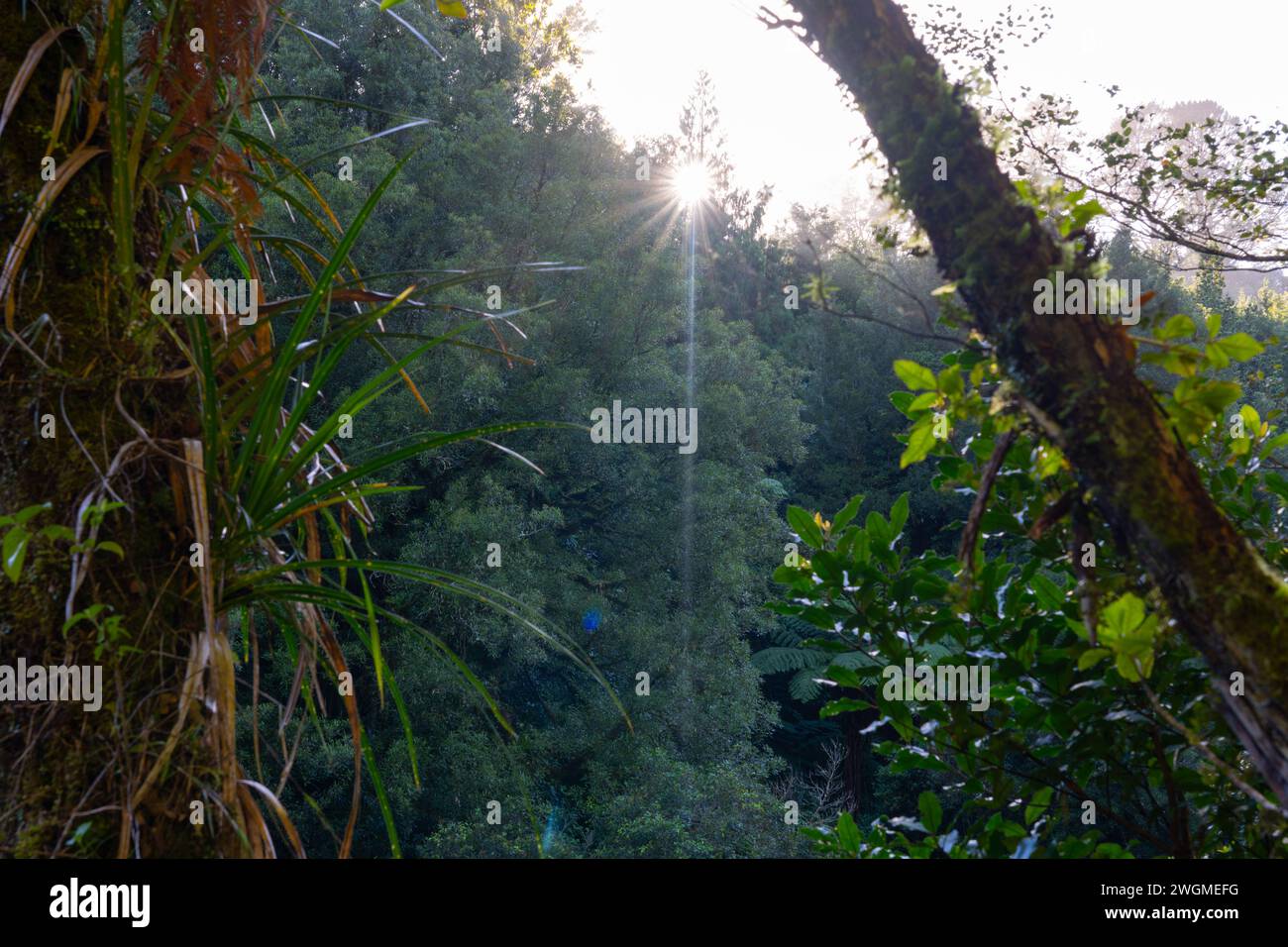 New Zealand natural bush back lit by morning sun on Omanawa Falls track ...