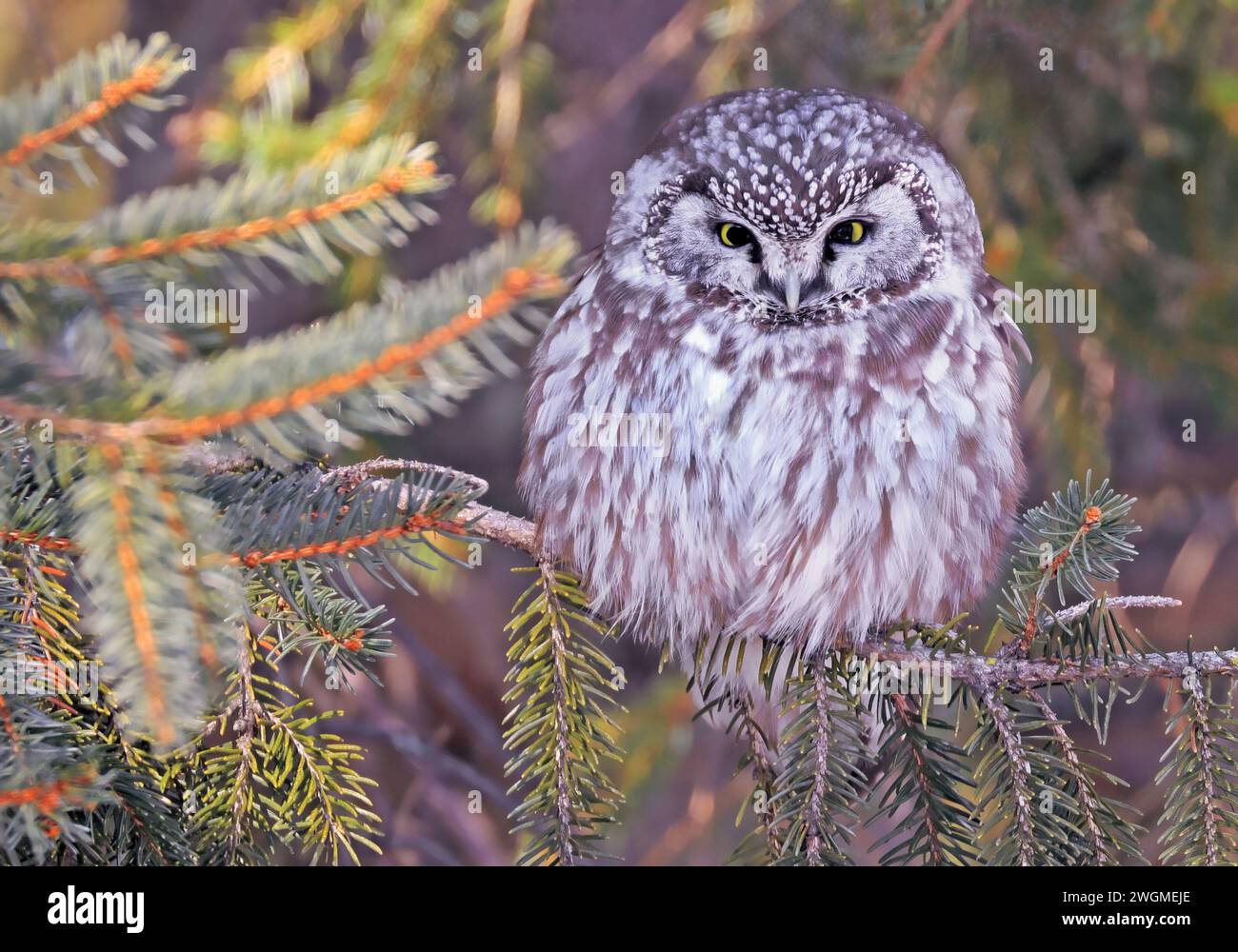 Owl in fir tree hi-res stock photography and images - Alamy