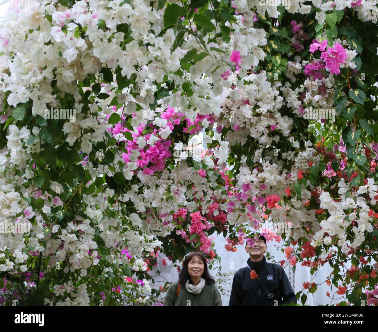 Flowers of Bougainvillea are in full blooms at Bougain House Ureshino ...