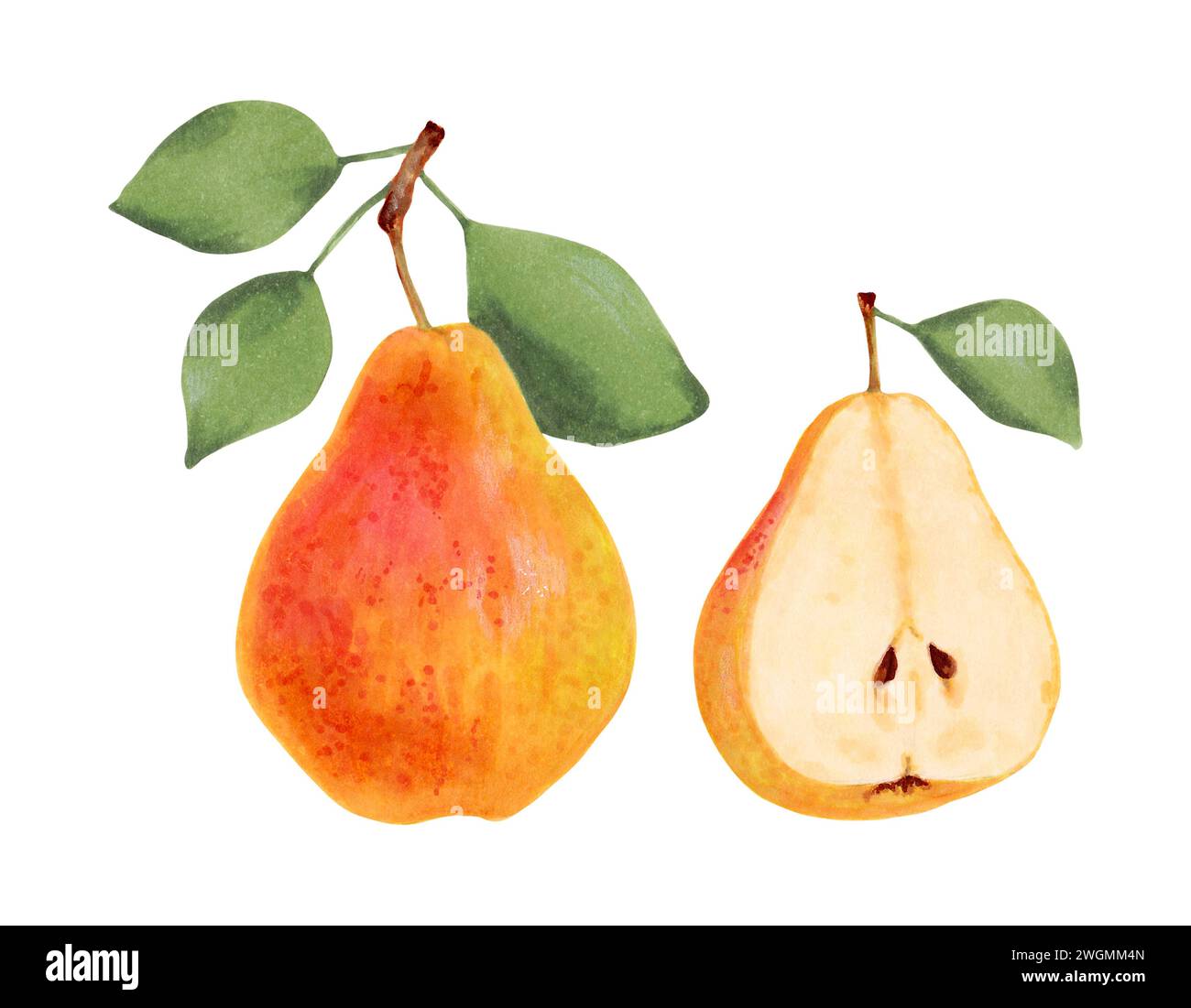 Yellow whole pear with leaves and half of fruit.Botanical watercolor ...