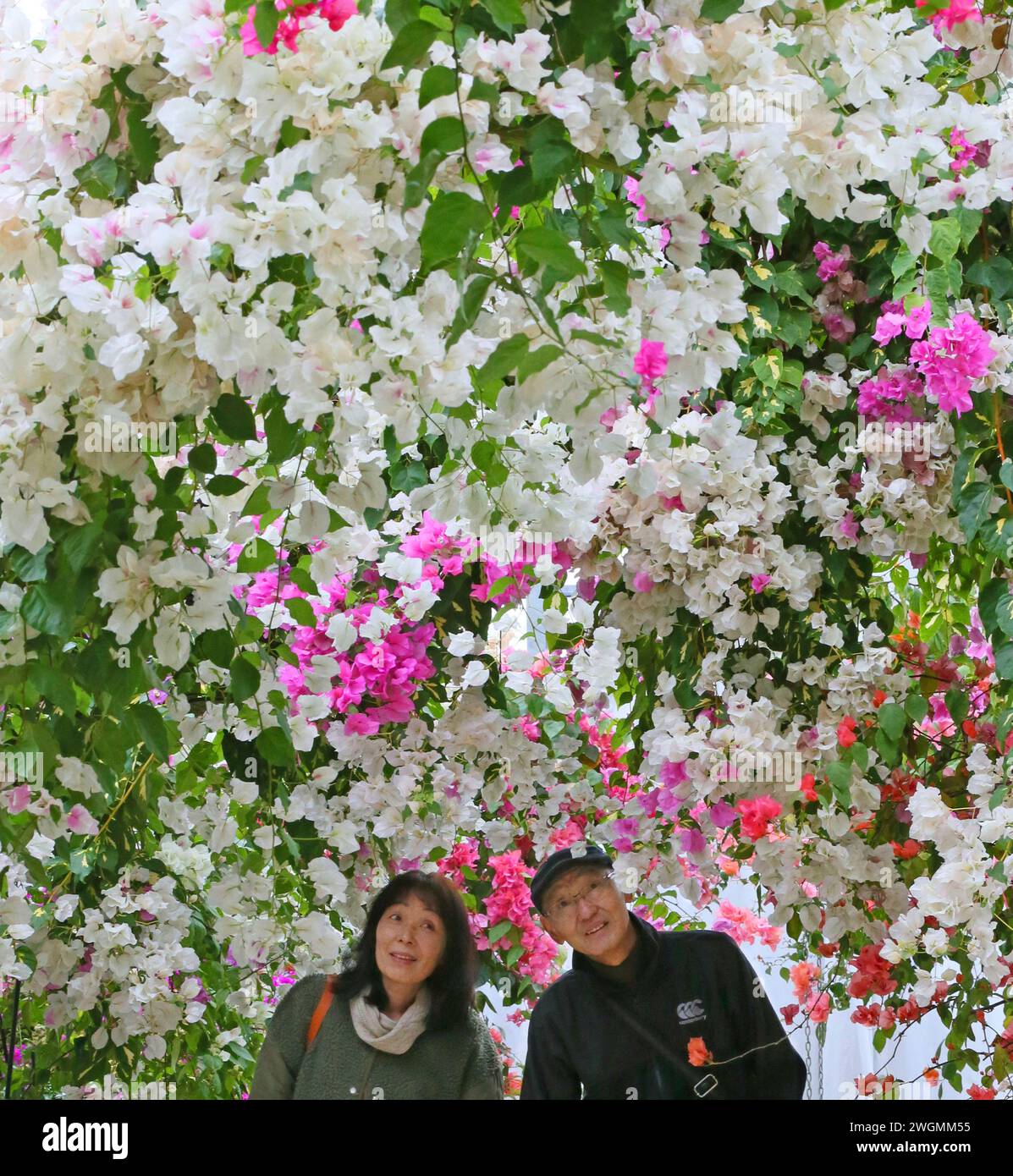 Flowers of Bougainvillea are in full blooms at Bougain House Ureshino ...