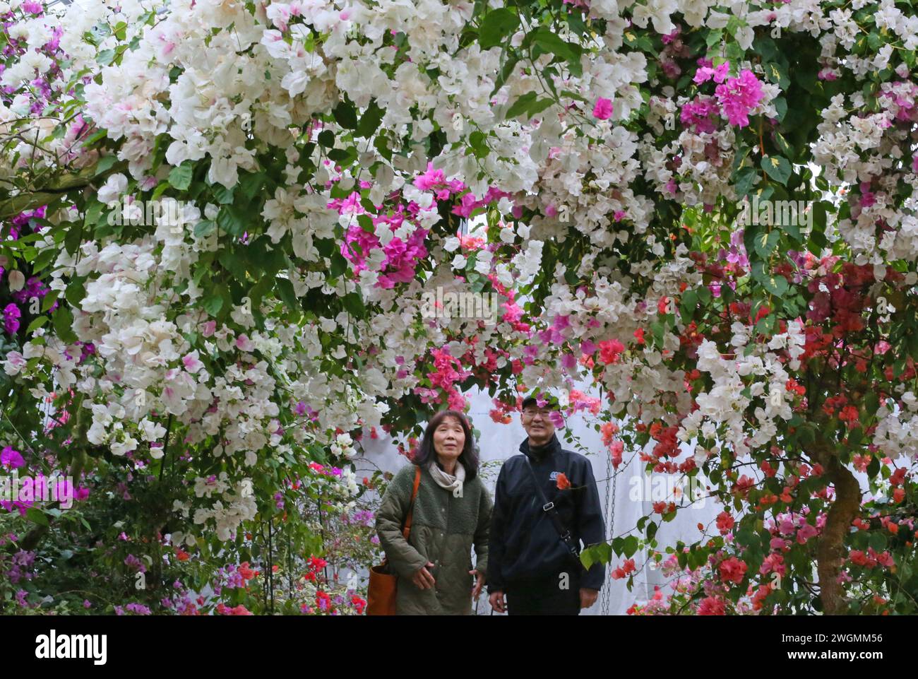 Flowers of Bougainvillea are in full blooms at Bougain House Ureshino ...