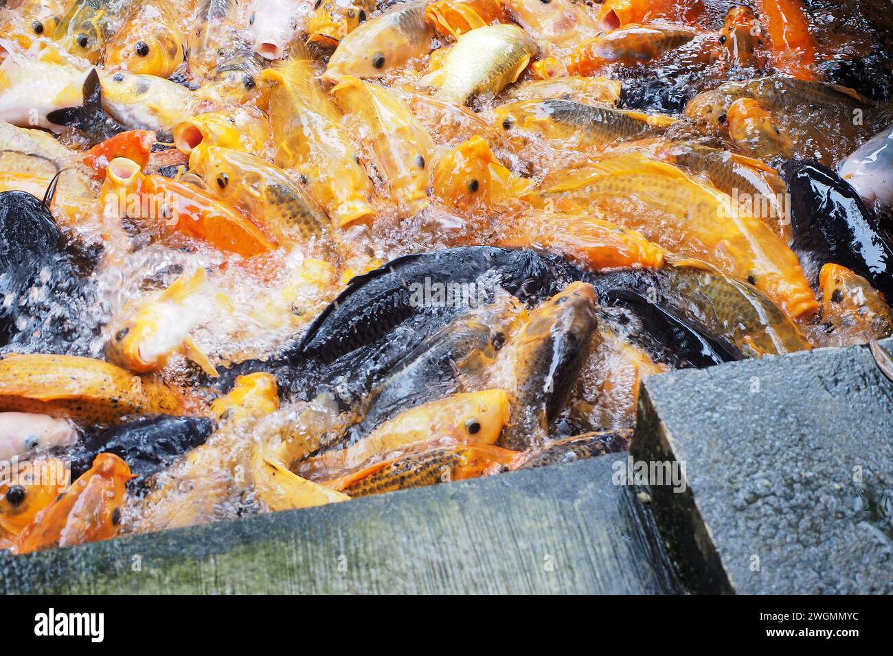 Feeding goldfish in a pond Stock Photo - Alamy