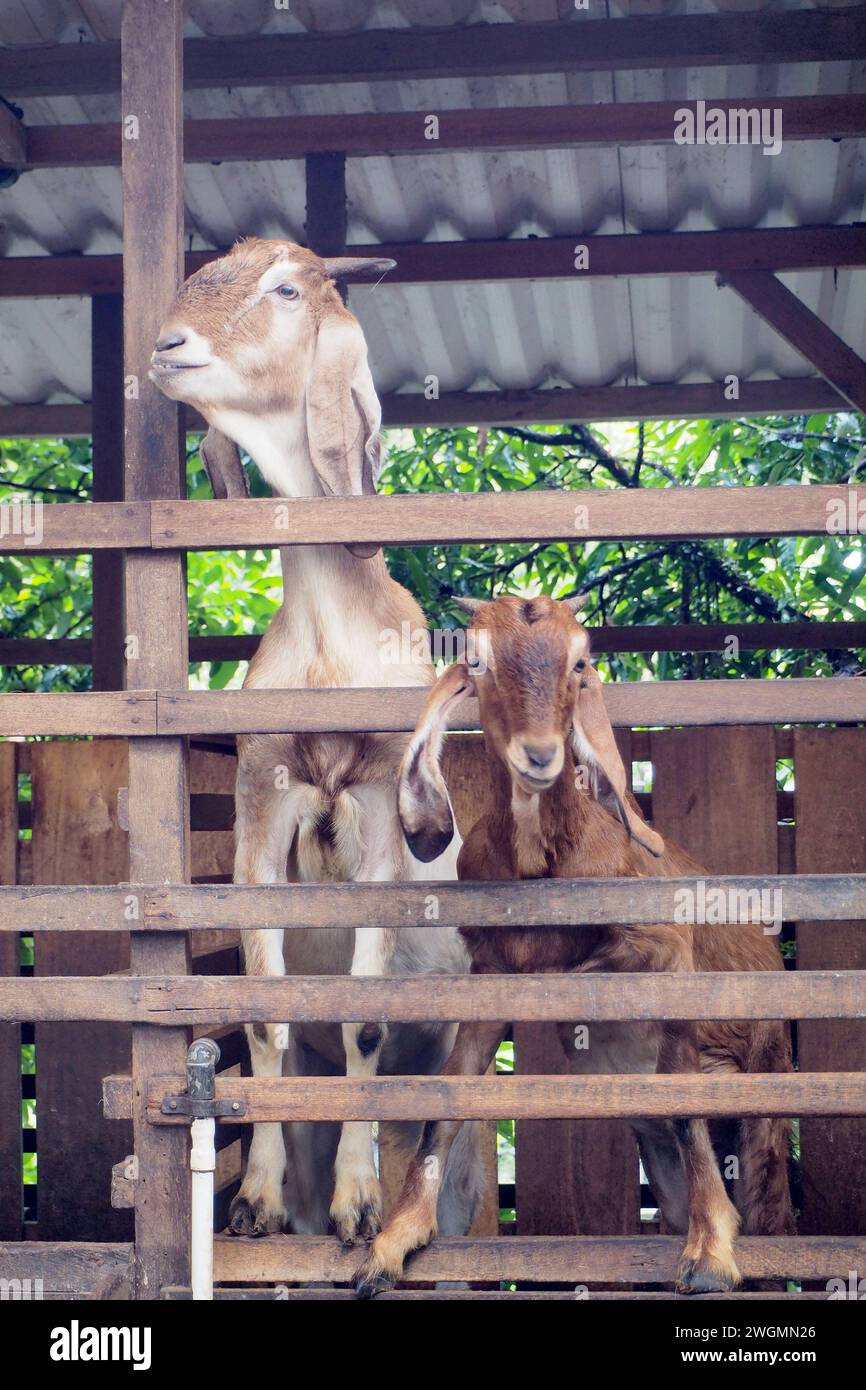 Farmland goat hi-res stock photography and images - Alamy