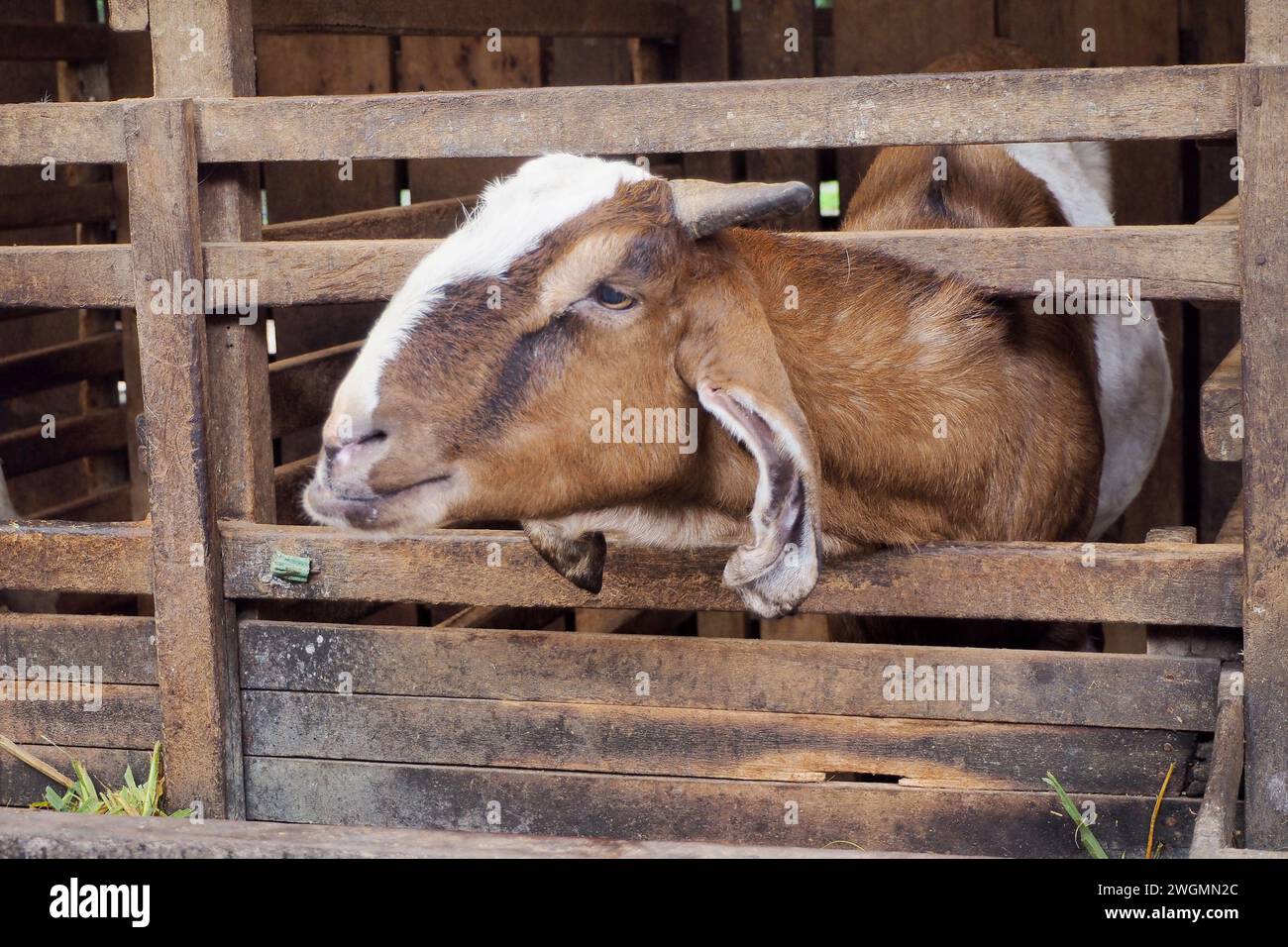 animal goat in the farm field Stock Photo - Alamy