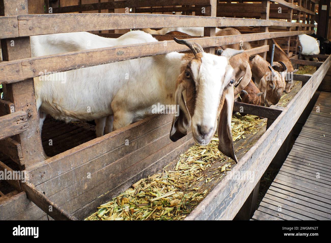 animal goat in the farm field Stock Photo - Alamy