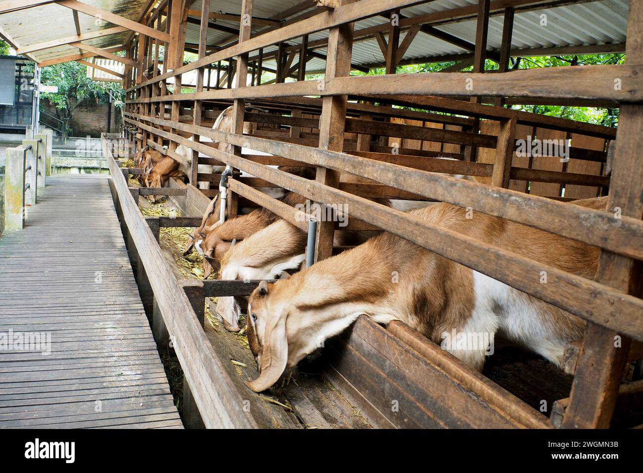 Farmland goat hi-res stock photography and images - Alamy