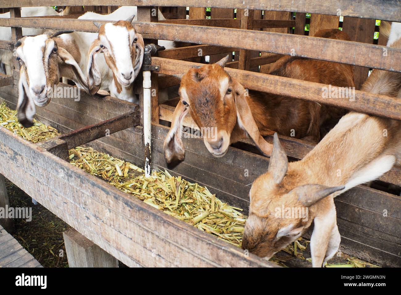 animal goat in the farm field Stock Photo - Alamy
