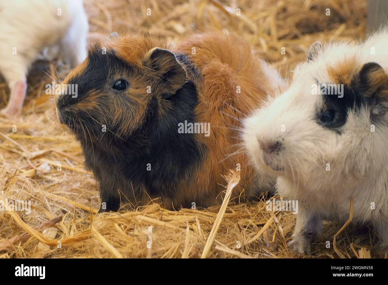 Cute hebivore animal Perugian Guinea Pig (Cavia porcellus), in the ...