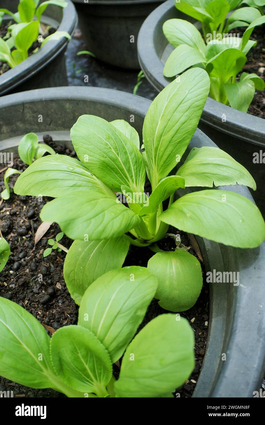 Pok hi-res stock photography and images - Alamy