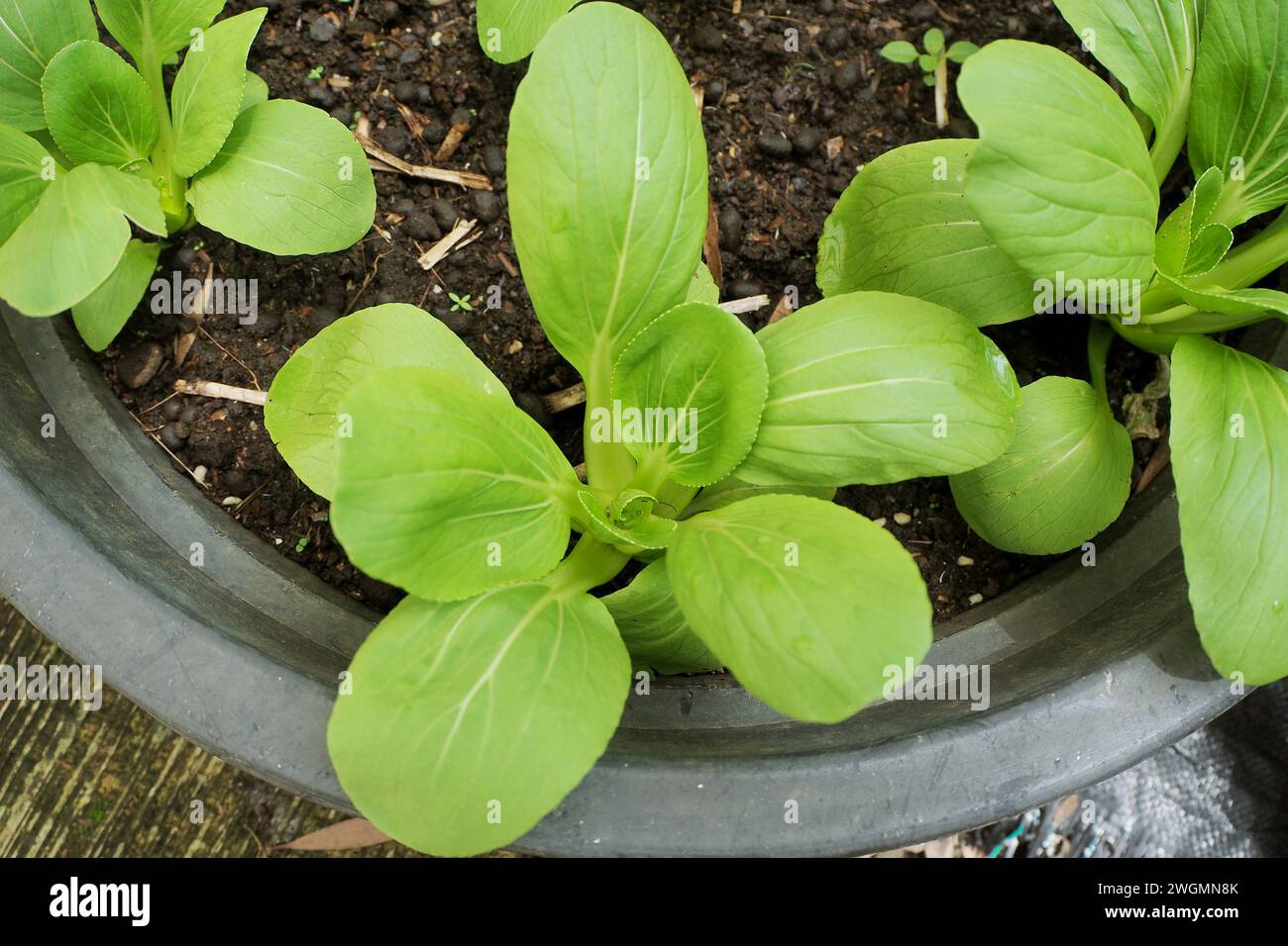 Pak choi lettuce hi-res stock photography and images - Alamy