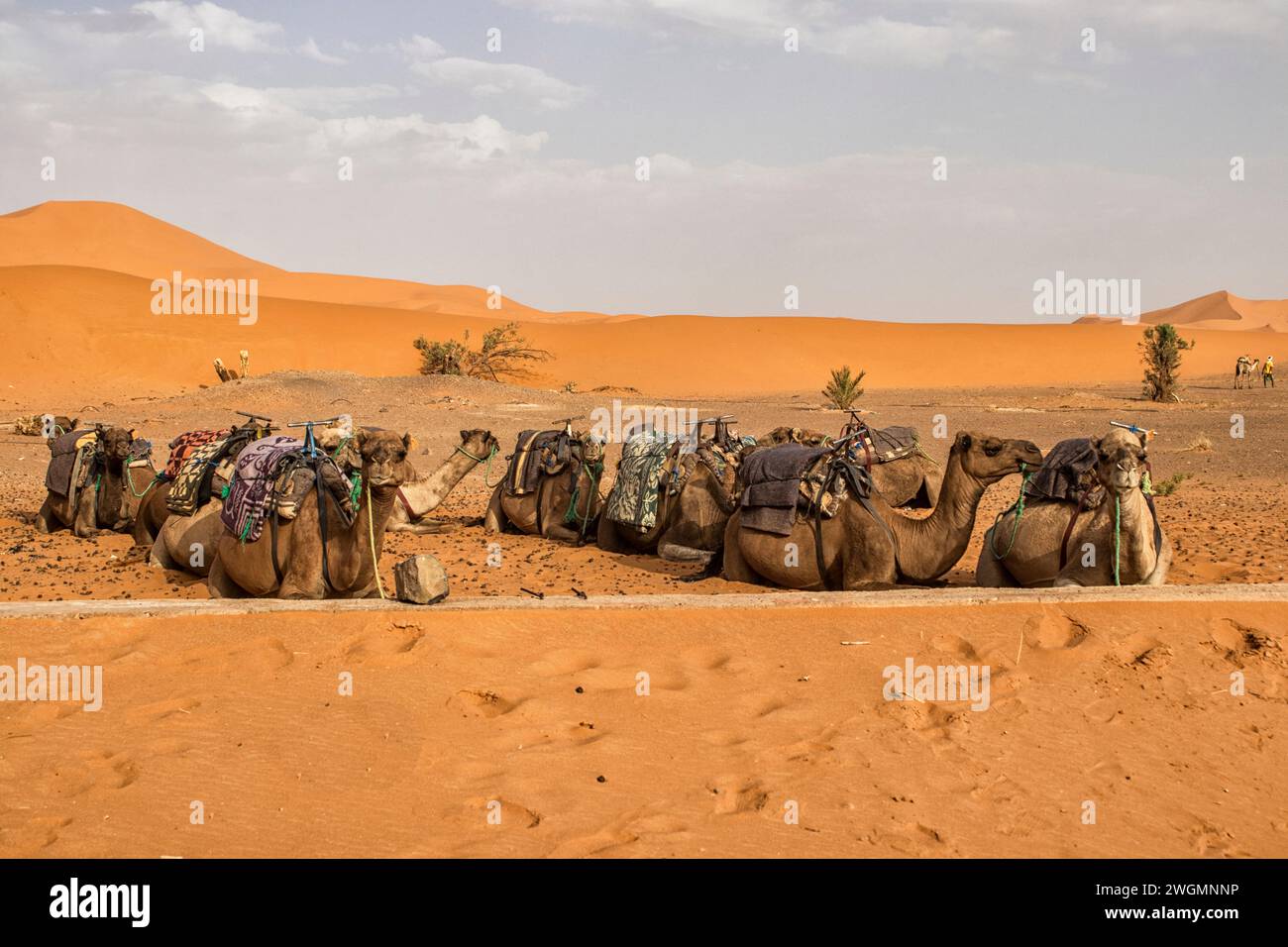 Camels resting in the Sahara desert. The Sahara is a desert spanning ...