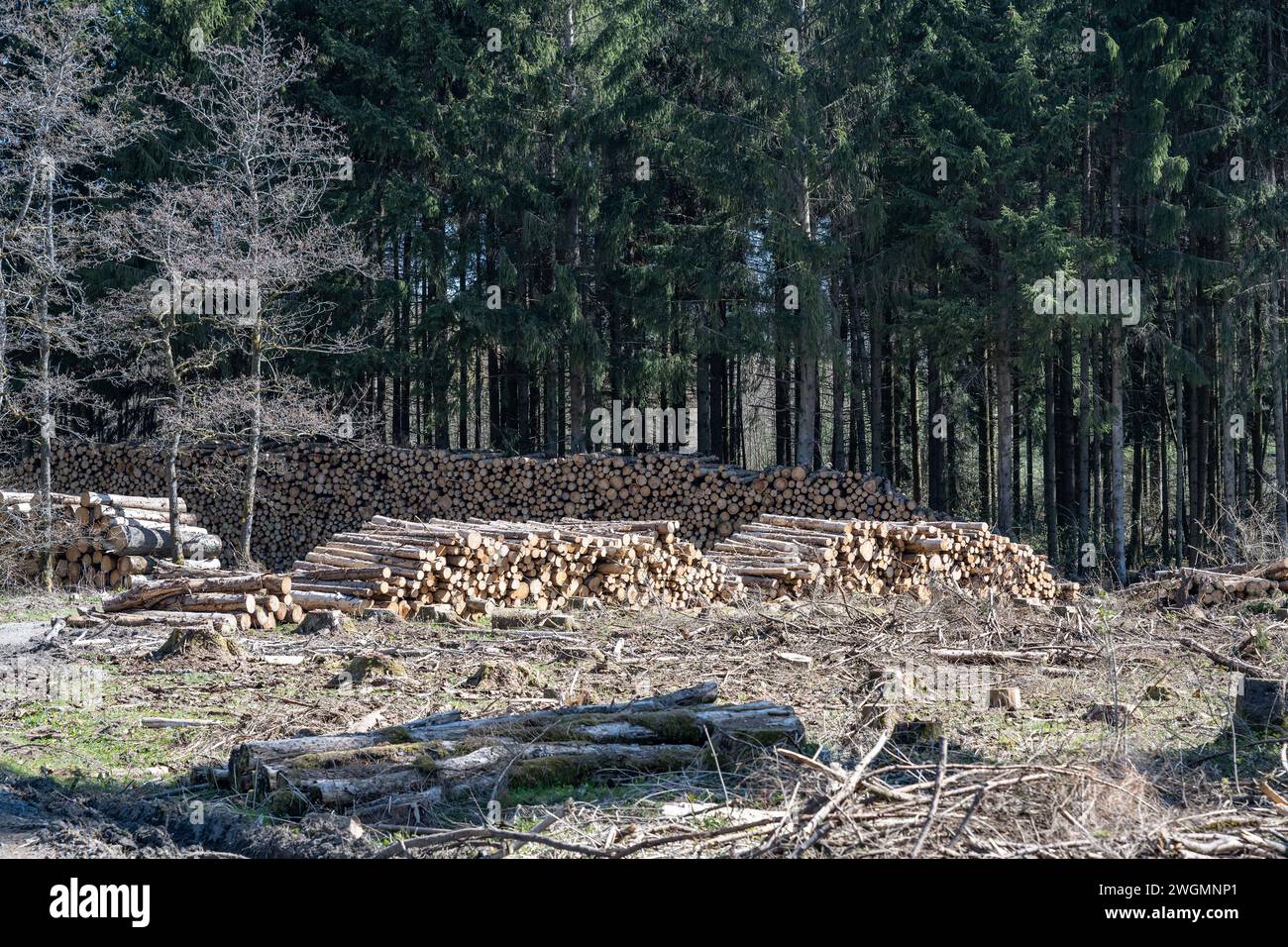 chopped Woodland dead forest pinetree plantation Germany replanted ...
