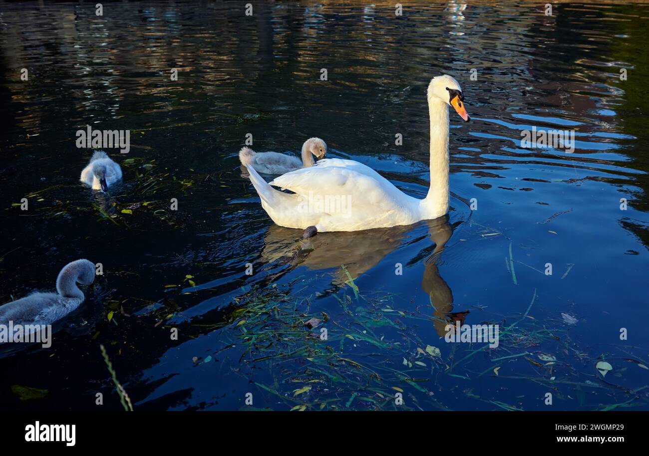 White swan on the river cam cambridgeshire hi-res stock photography and ...