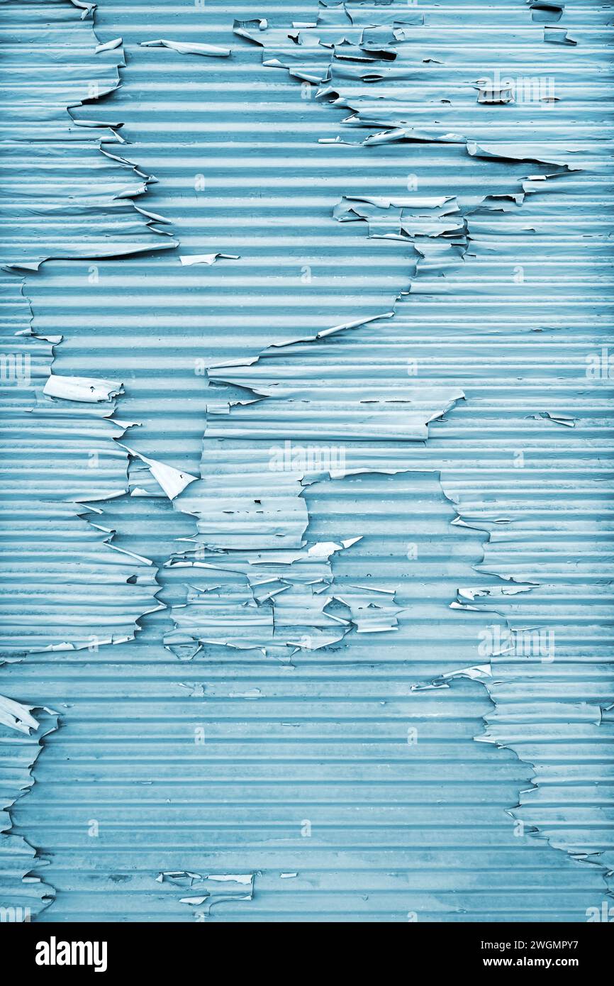 Grey paint peeling off the metallic corrugated surface as grunge ...